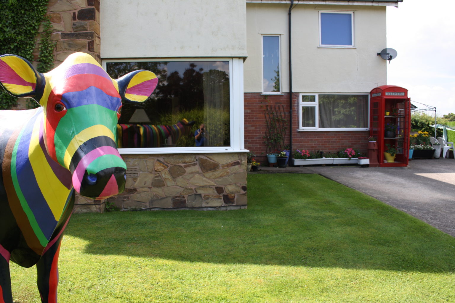 Life Size Model Standing Cow - Life Size Model Animals for sale online ...