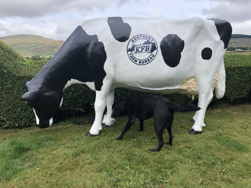 Life Size Grazing Cow Model - Life Size Model Animals for sale online ...