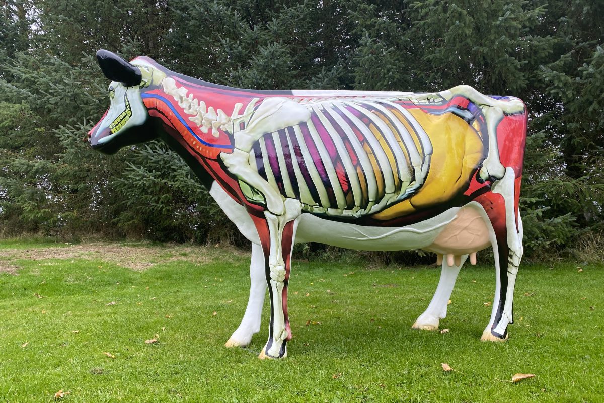 Life Size Standing 3D Anatomy Cow Model - Life Size Model Animals for ...